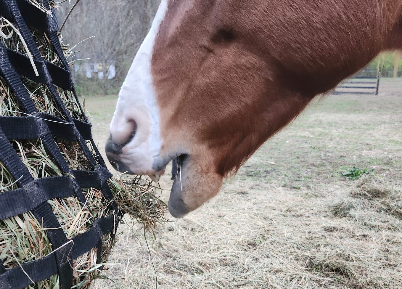 How the Glory of a Good Fence Struck Me | by Elle M. Athens ...