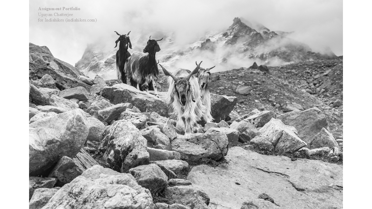 A Walk Across Sepi: The Intertwined Lives of Humans and Wildlife | by ...