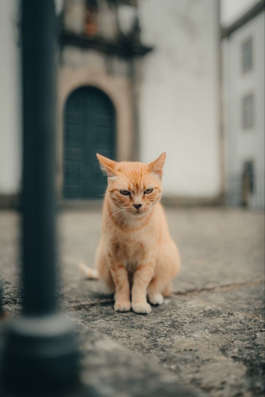 «Cunning …» (Interesting images — pictures with meaning — with comments ...