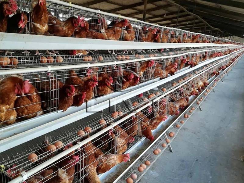 Key Benefits of Using Battery Cage Systems in Poultry Farming | by LIVI ...