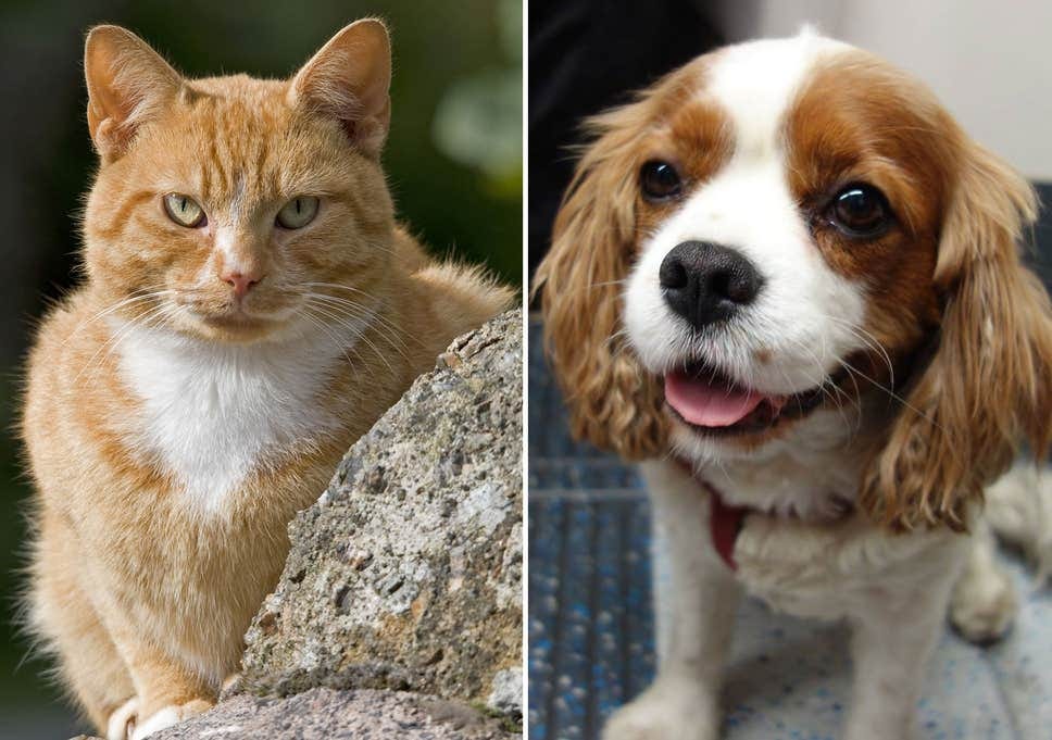 Activation Functions in Artificial Neural Networks | by Joshua Payne | The Startup | Medium