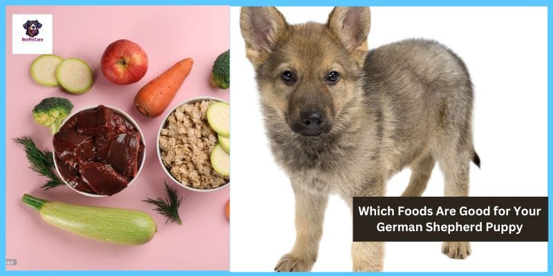 German Shepherd Feeding Chart by Age: Dr Practical Tips and Tricks - Dr.Arif Aziz - Medium