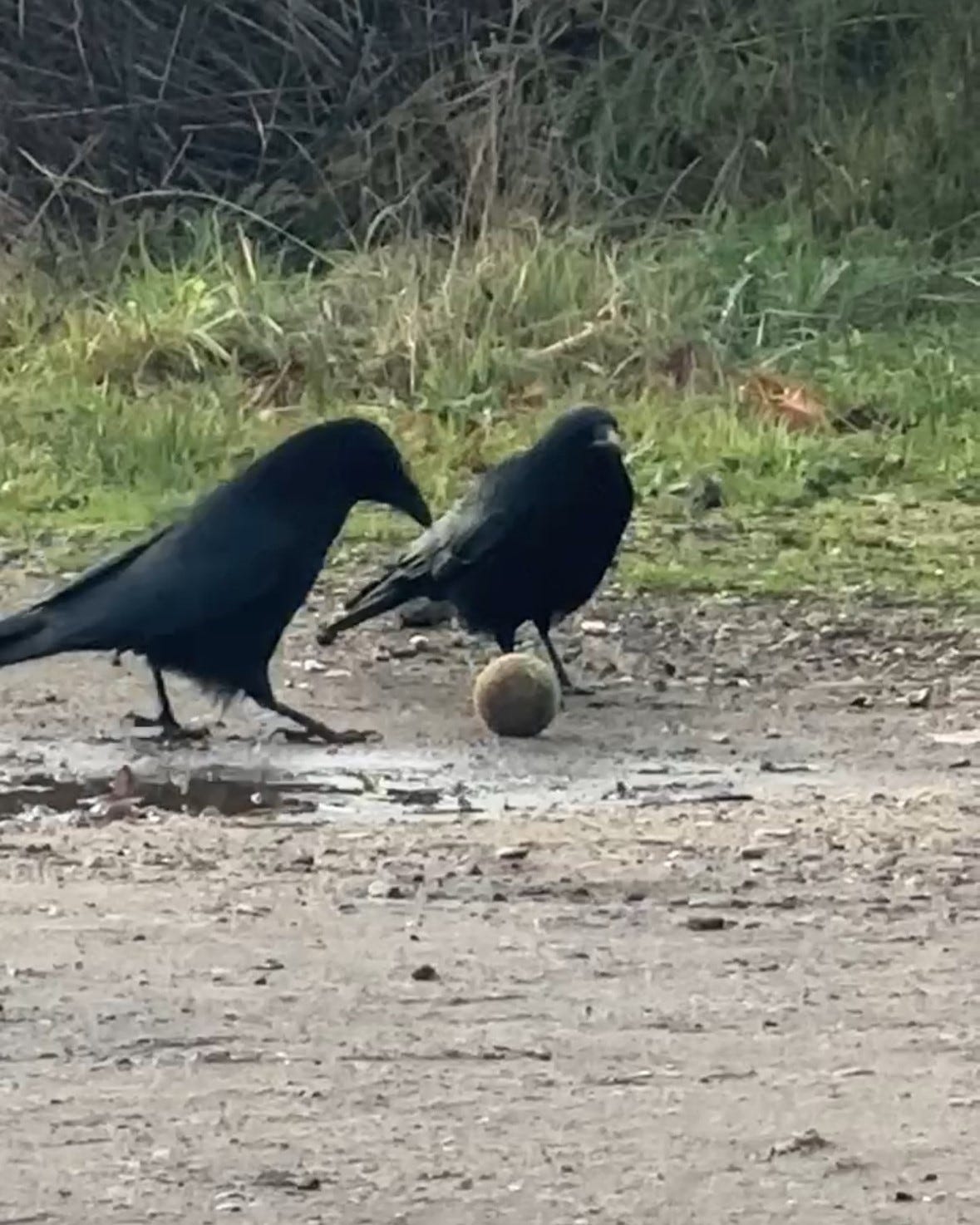 Are They Aware? — Reflections on Corvid Consciousness | by Leonor | May ...