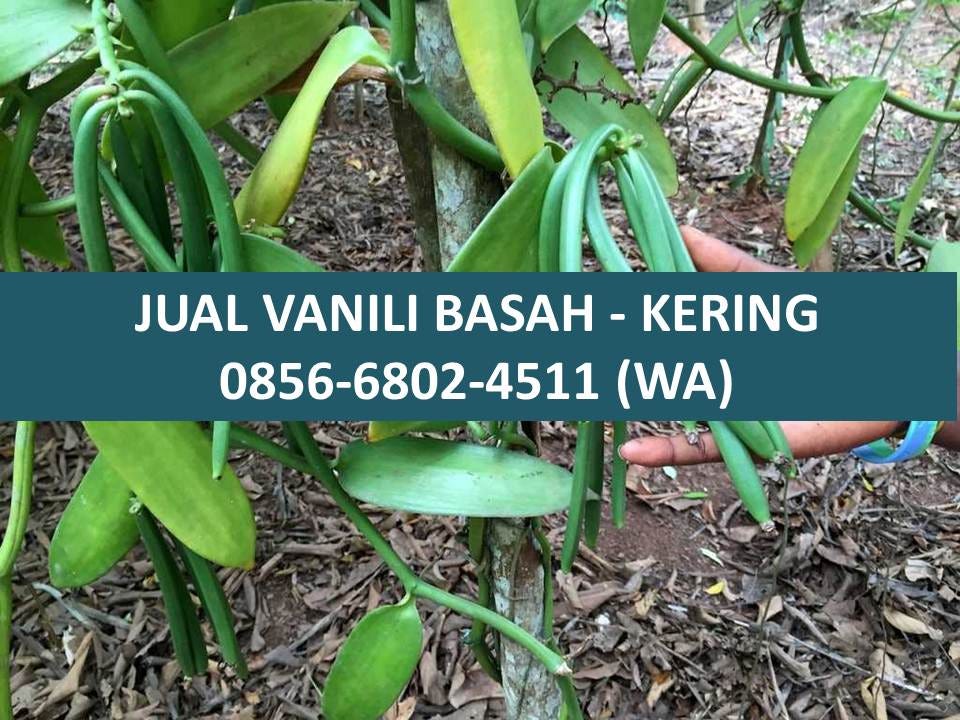 Jual Vanili Basah — Kering Di Pekalongan, 0856–6802–4511 (WA) | by Jual ...