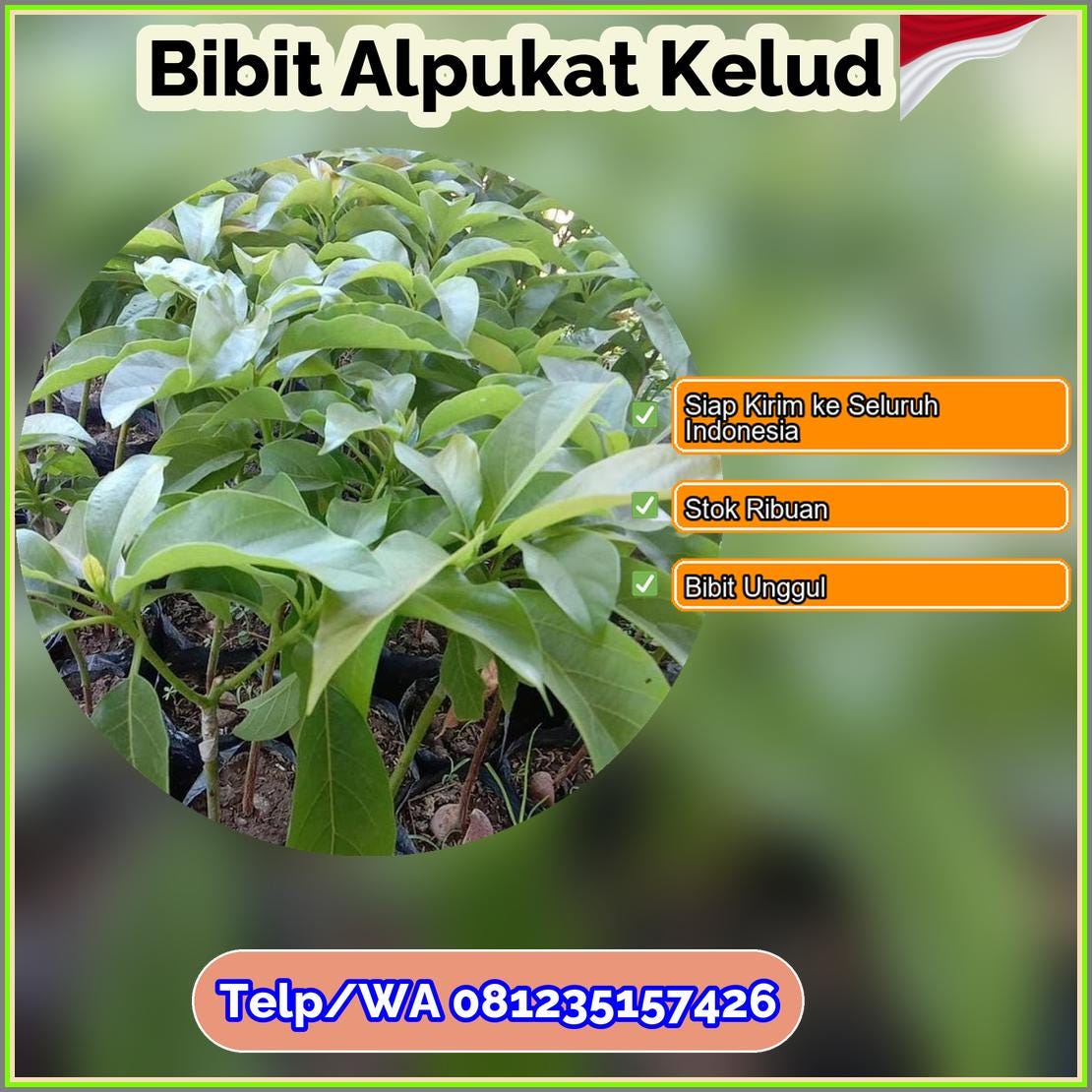 Pusat Pembibitan Bibit Duku Palembang Garut | by Marlino Kemuning | Jul ...