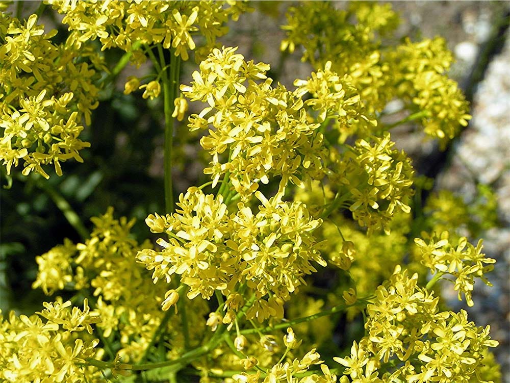 Woad, Part I. A brief history of how Britain got its… | by Catherine Owens | The Natural Dye ...