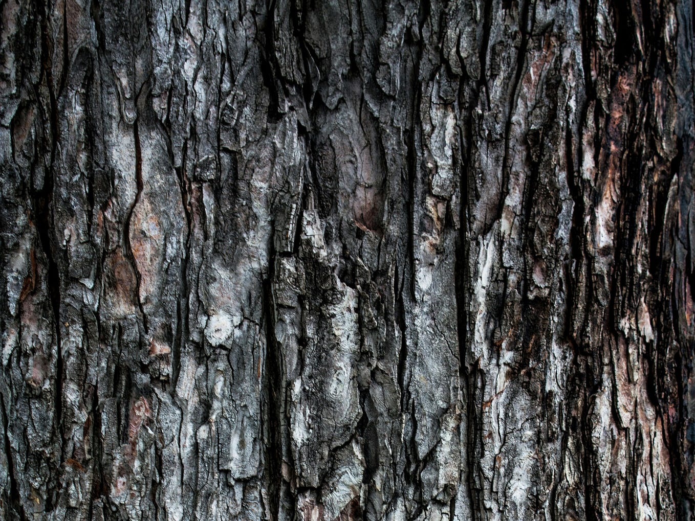 Inspirational Story of Sapling Tree | by Vaneesha Smith | Medium