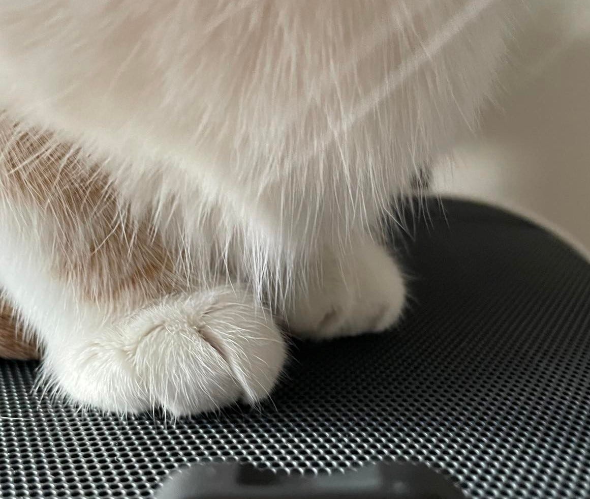 A Python Project Template Creating A Python Project Involves By Overfitted Cat Medium