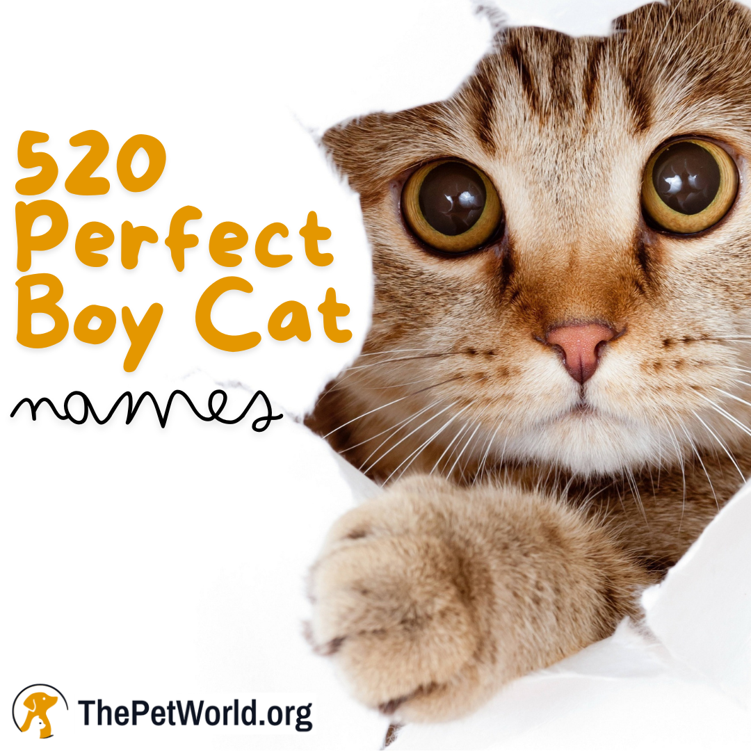 200 of the Best Gray Cat Names. Gray cats have a mystique and elegance ...