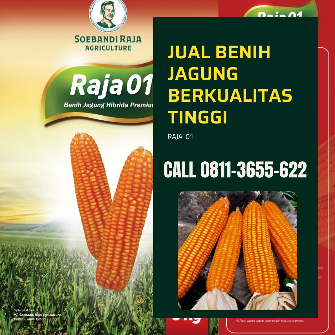 HARGA TERJANGKAU, Call 0811–3655–622, Benih Jagung Hibrida Unggul ...