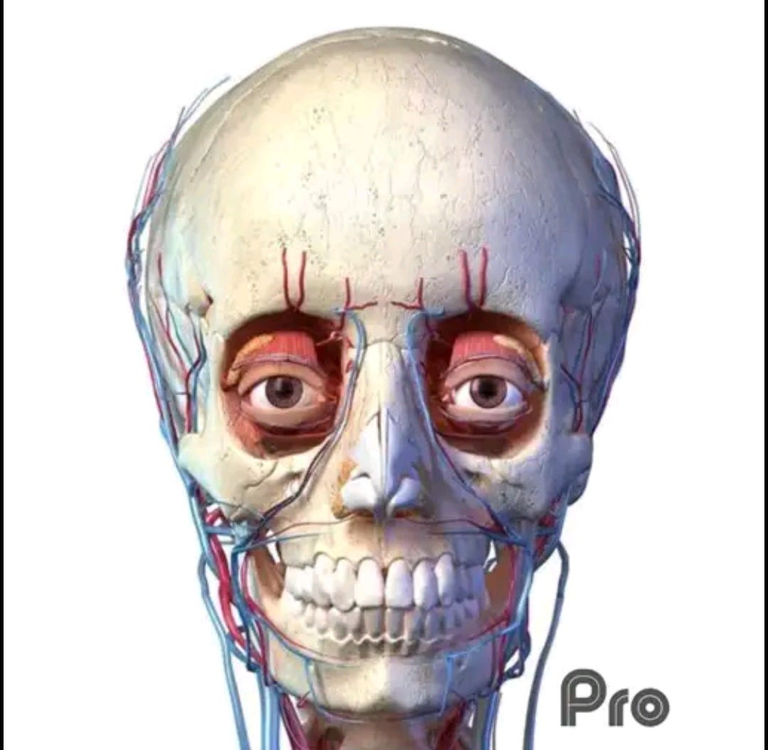 Unveil the mysteries of the human body with Essential Human Anatomy ...