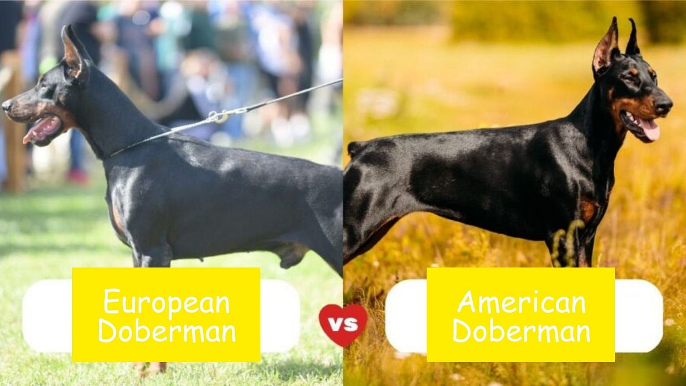 🐶 **Discover the Enchanting World of the Australian Labradoodle!** 🌟 ...