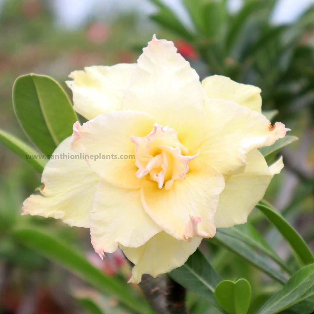 Pink-Adenium-Set. Buy the Pink Adenium Set plant from… | by santhi ...