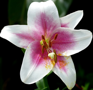 Using the Graph API to change the password programmatically in Azure AD B2C | by Rory Braybrook ...