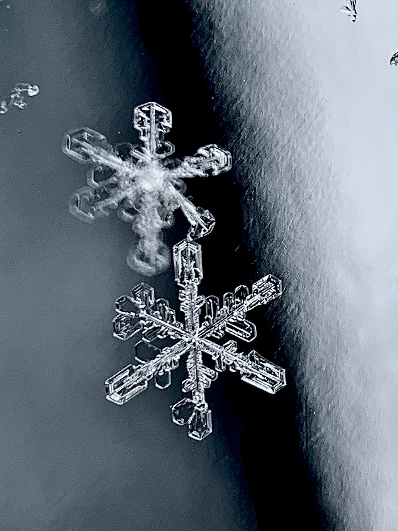 Falling Fractals. “I don’t eat December snowflakes. I… | by Roya Damabi ...