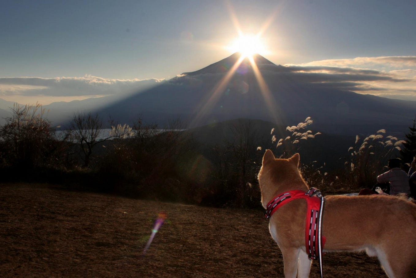 All Hail The Yama! — The Genesis of The Shiba That Birthed It All | by ...