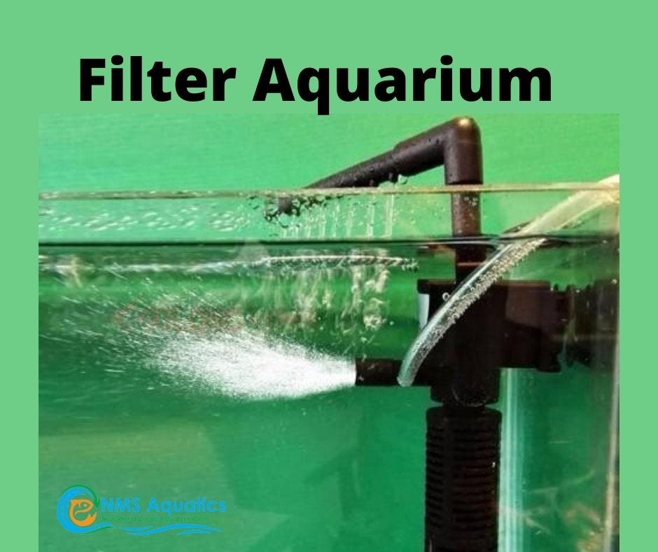 Aquarium Fish - Nms Aquatics - Medium