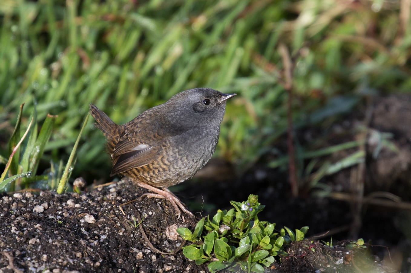 Ecology Behind the Curtain. And a commentary on the existence of… | by ...