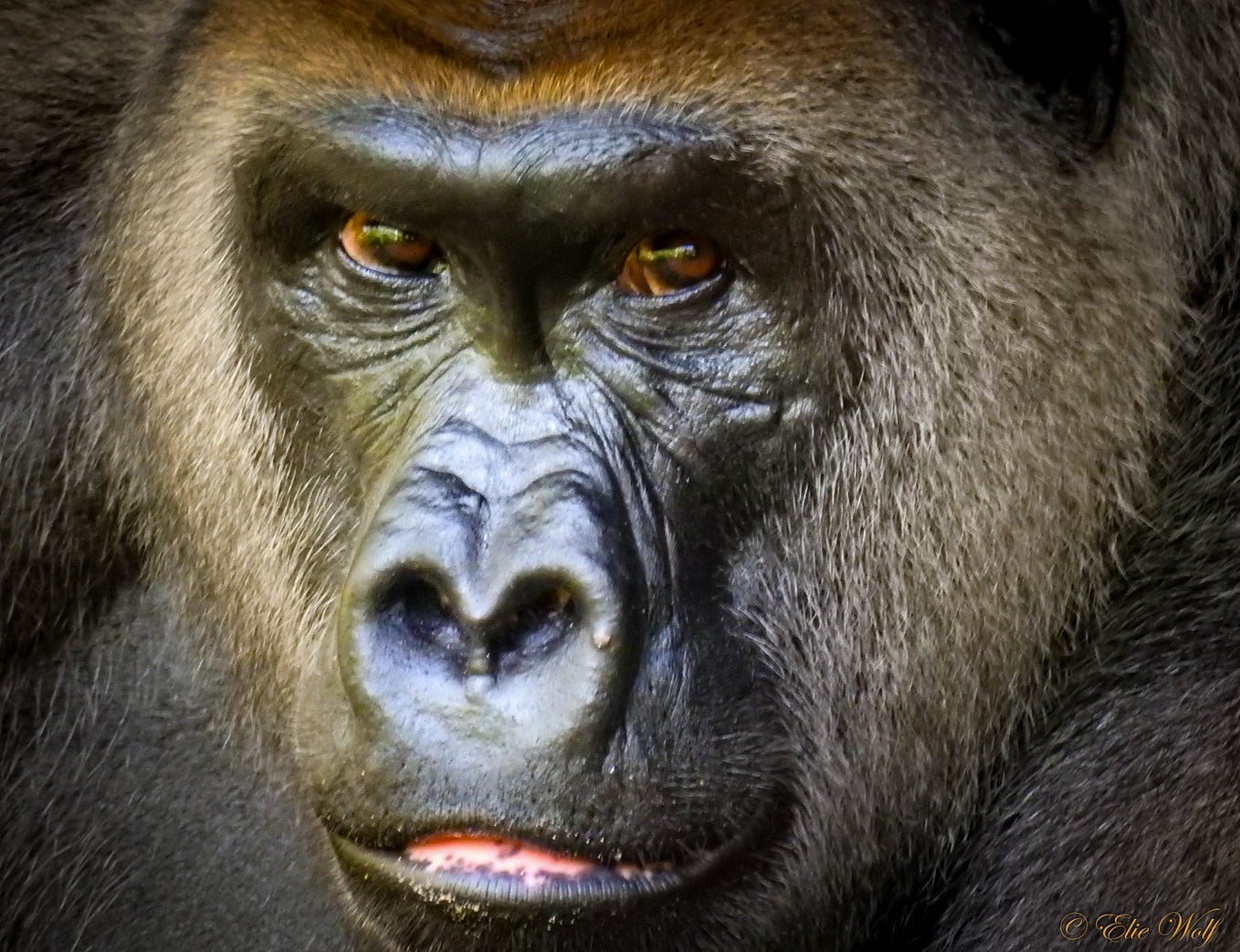 Peyote Bird. The Beauty and Magic of the Sacred… | by Elie Wolf | The ...