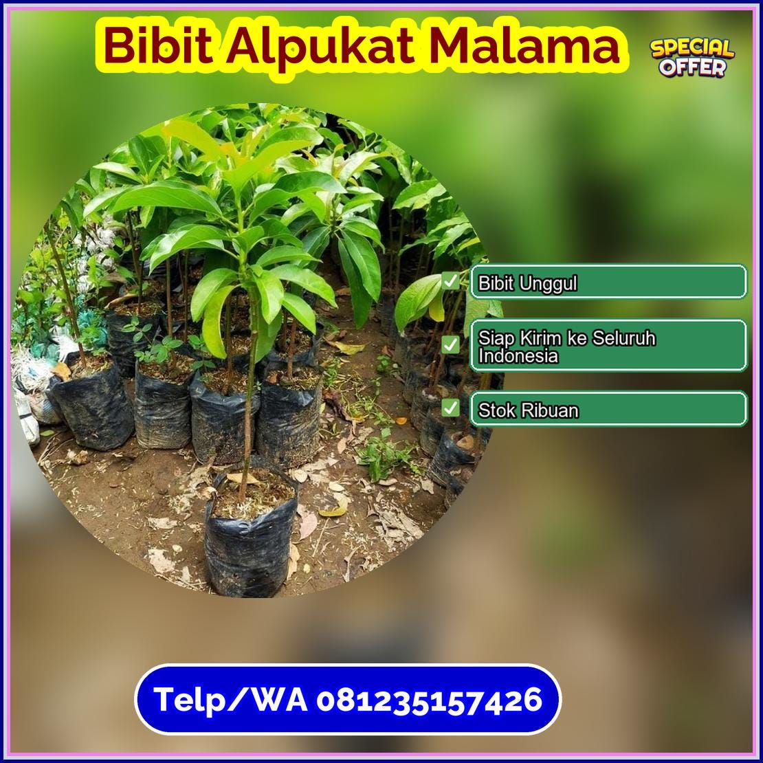 Bibit Jambu Leci Karawang Terunggul | by Itangnursery | Medium