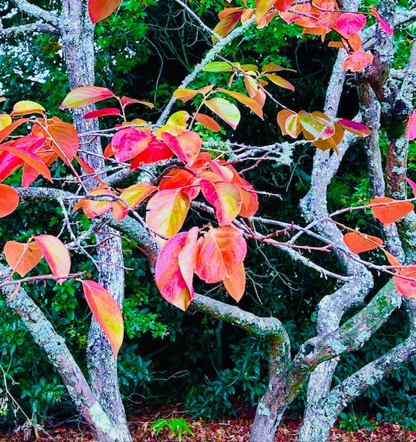 Torch Lily - Scuzzbucket - Medium
