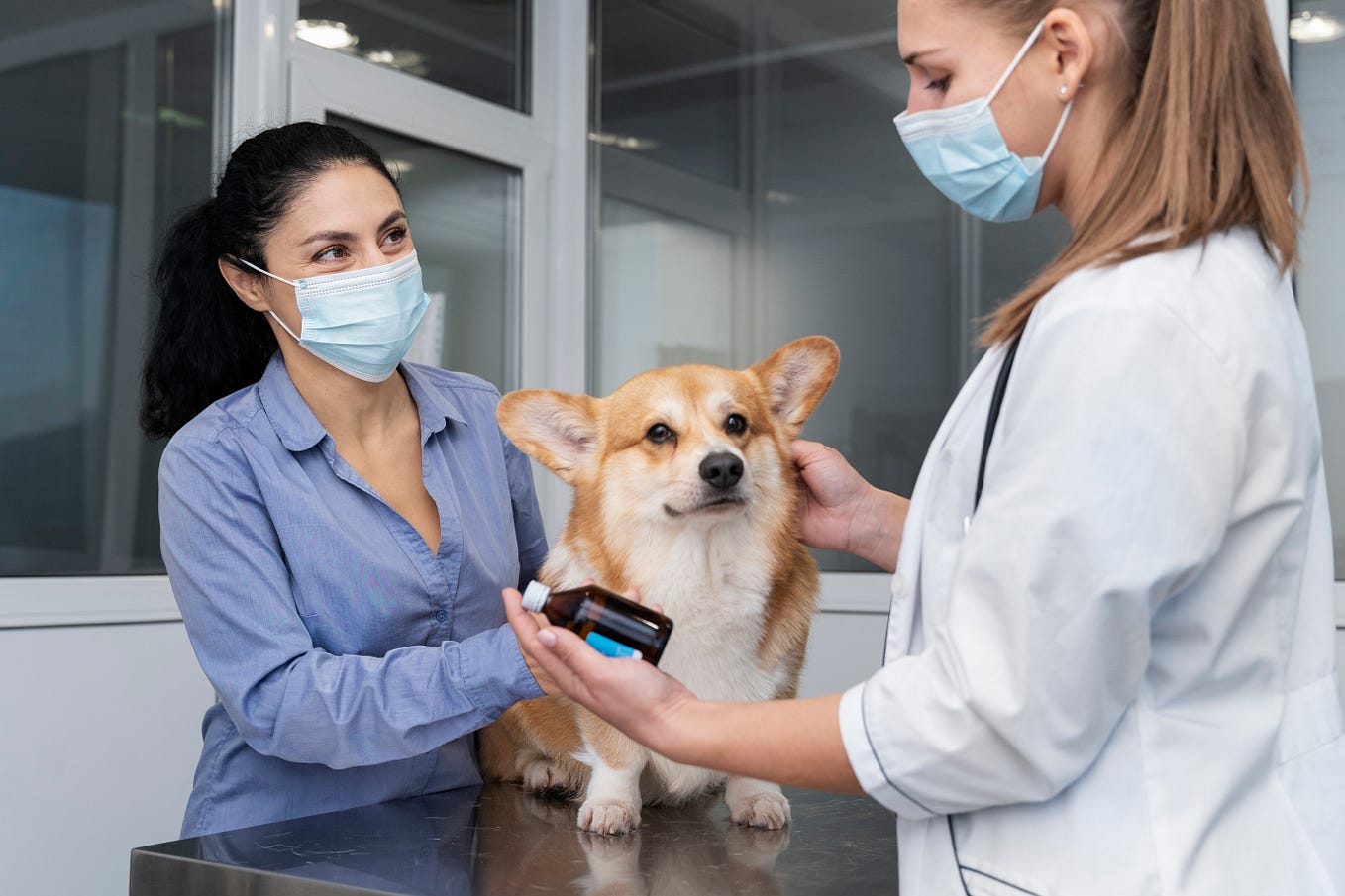 Beginner’s Comprehensive Guide to Puppy Care | by Mr. Vet Hospital ...