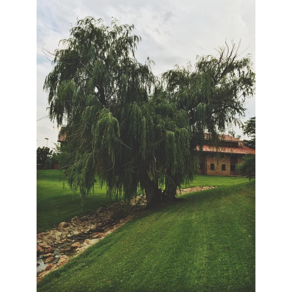 This picture was taken when me and my friends were sitting under this ...