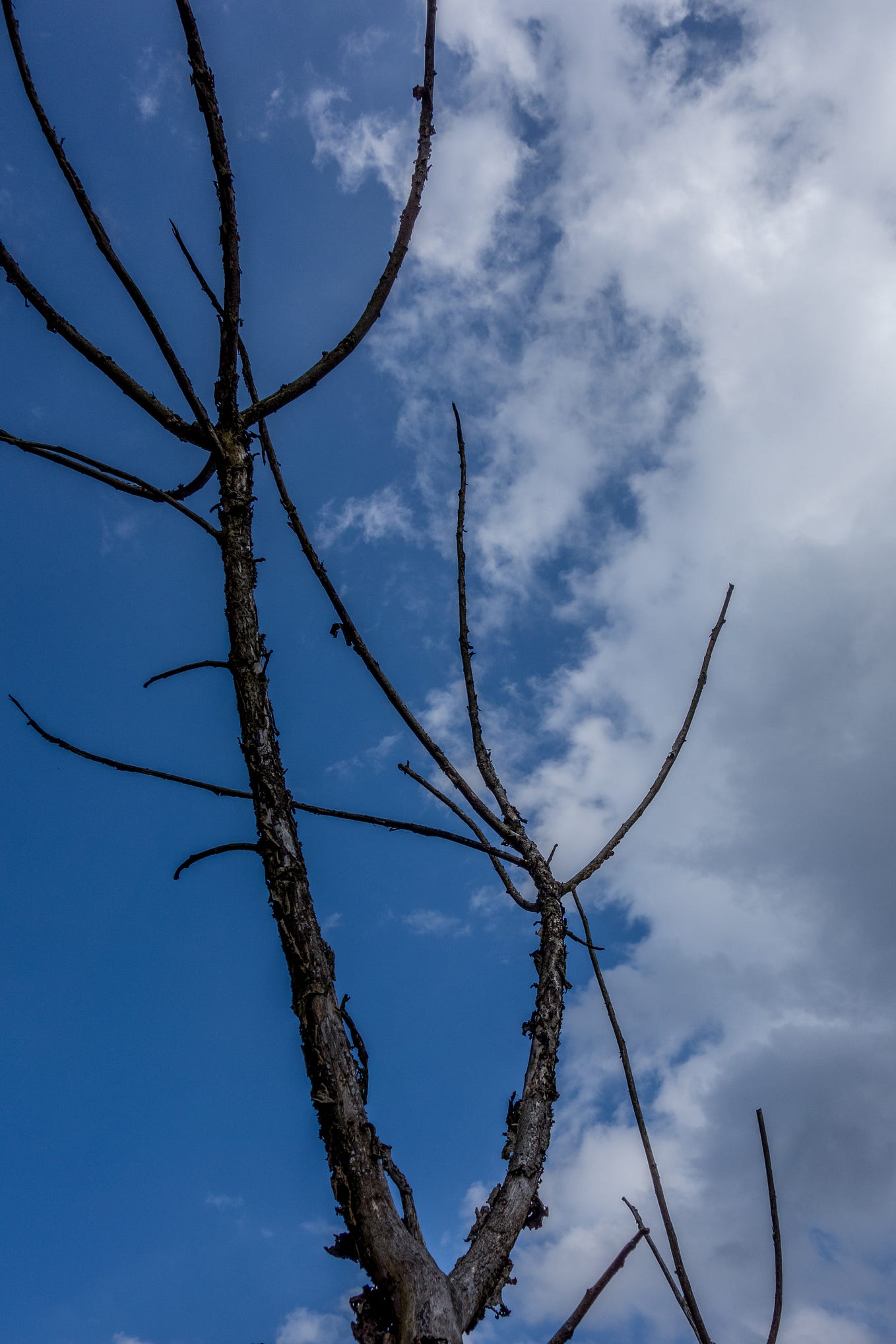 Flowers, Fine Art, and Design fill the Silken Hours Before Dawn. | by ...