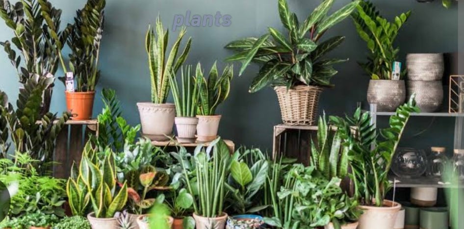 Exploring the Relationship Between Plants and Humans | by Zeeshan Ali ...
