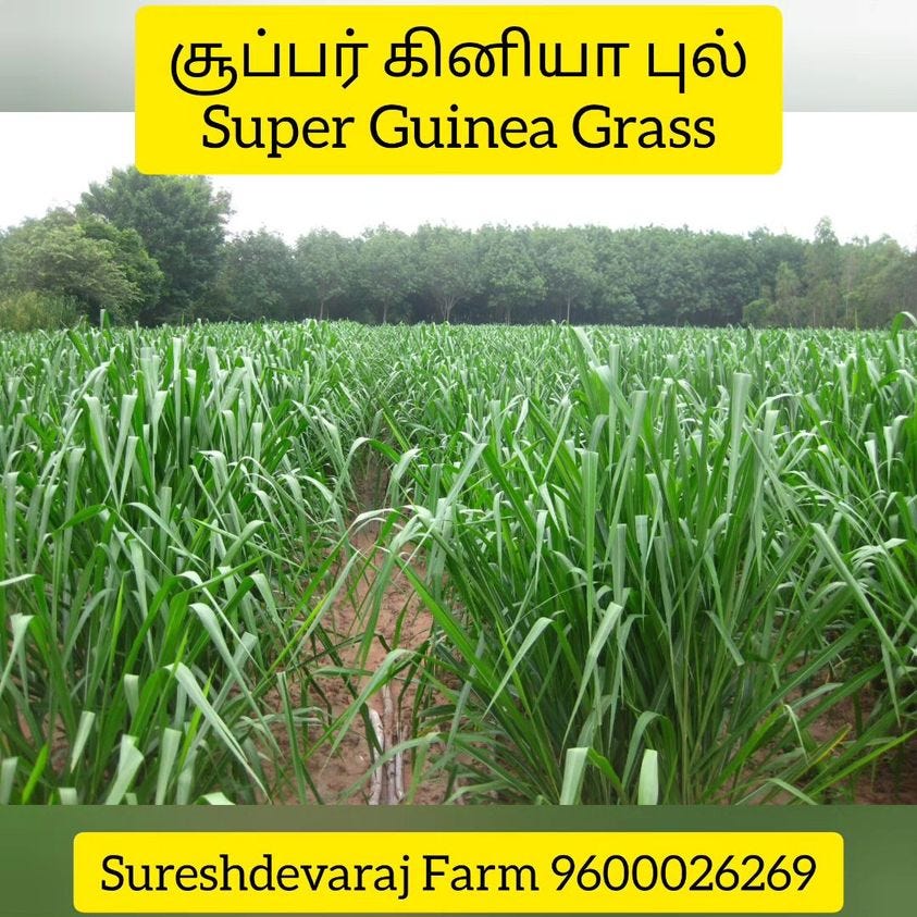 How Many Types Of Napier Grass Are There Sureshdevarajfarms Medium