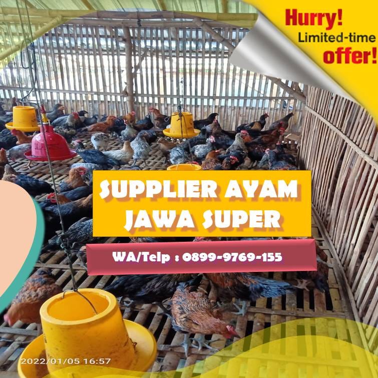ENAK,Produsen Ayam Joper | Ayam Jawa Super | Ayam Kampung Super Balikpapan, WA : 0899–9769–155 ...