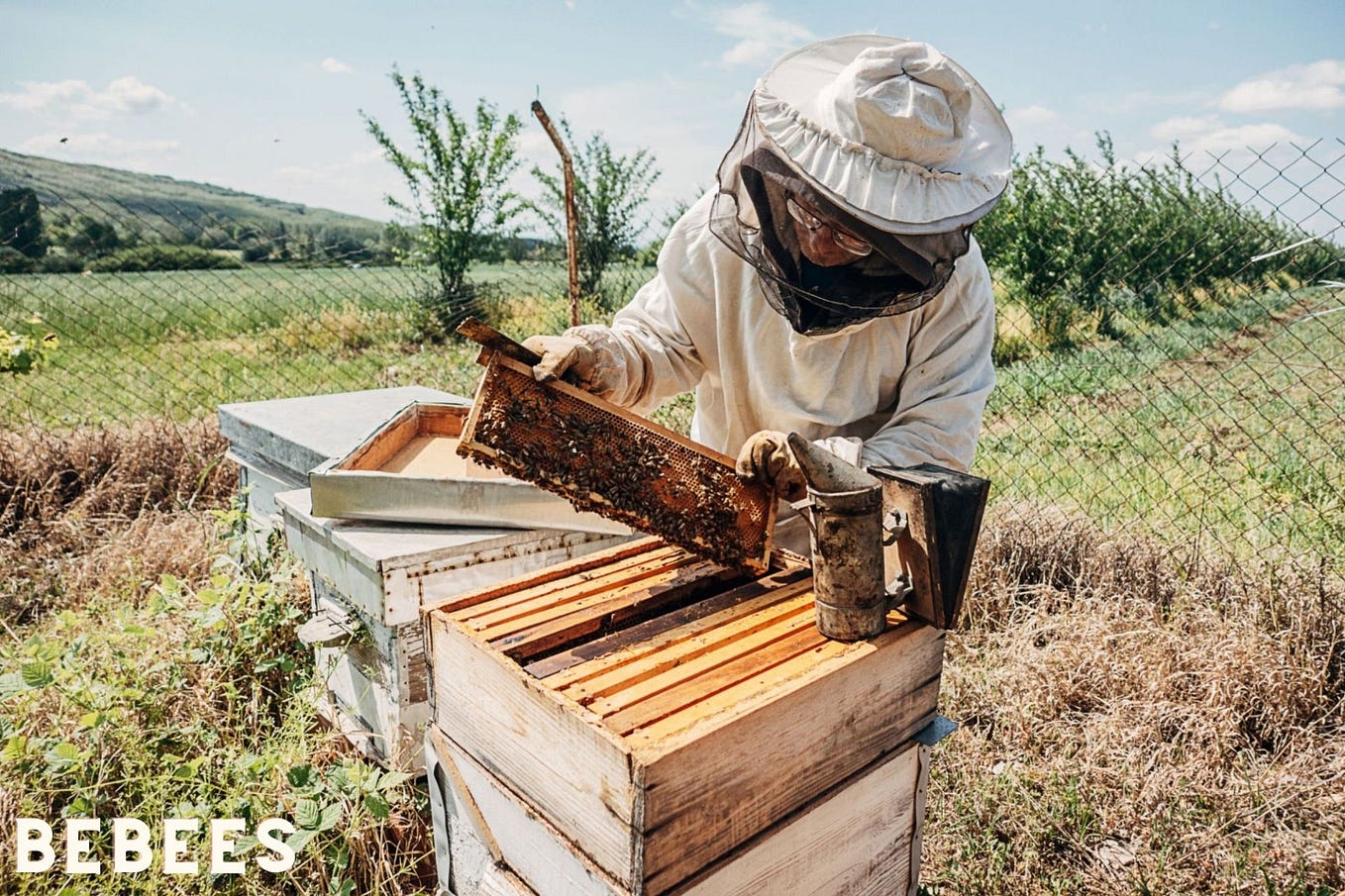 Bee Suit Buying Guide: Navigating Options for Beekeepers | by Hassan ...