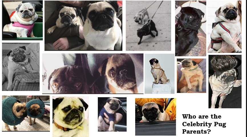 Retro Pugs. Recently I came across a post about… | by Welcome to the ...