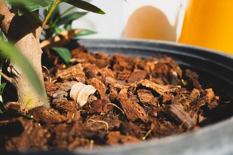 Best Water-Loving Plants For Your Gardens. | by PlantoraApp | Feb, 2025 | Medium