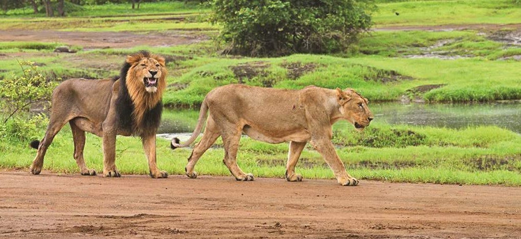 Wildlife And Heritage In Gujarat | Gujarat Wildlife Sanctuary | by ...