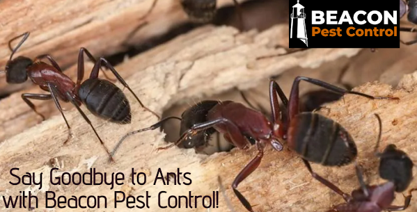 Effective Spider Control Services by Beacon Pest Control | by Beacon Pest Control | Aug, 2024 ...