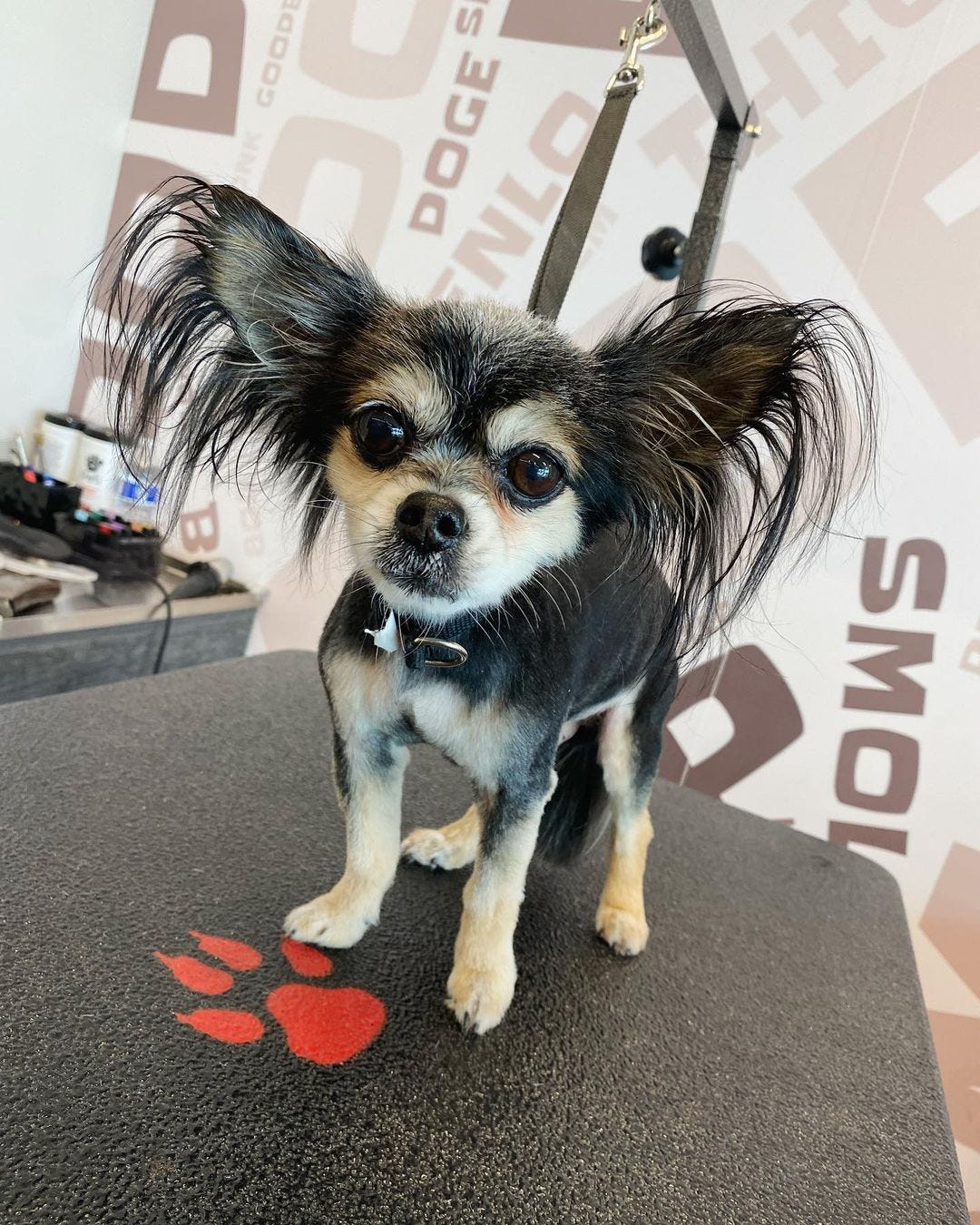 Dog Grooming: When, Why, & How. There are a lot of things to consider ...