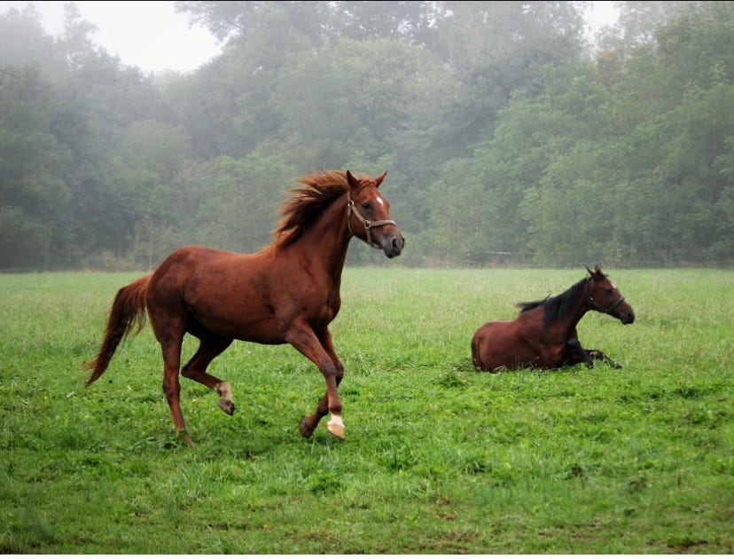 Building Stackable Teams. Discovering Blitzscaling as a… | by Darby Cox ...