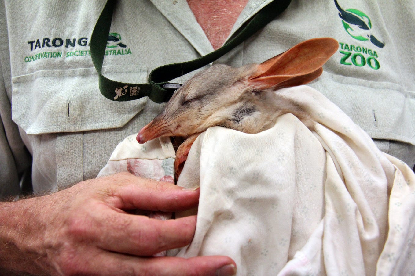 10 endangered species saved from extinction by zoos | by Taronga ...