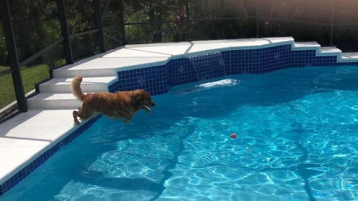 Natural pool sanitation alternatives - Ecosmarte - Medium