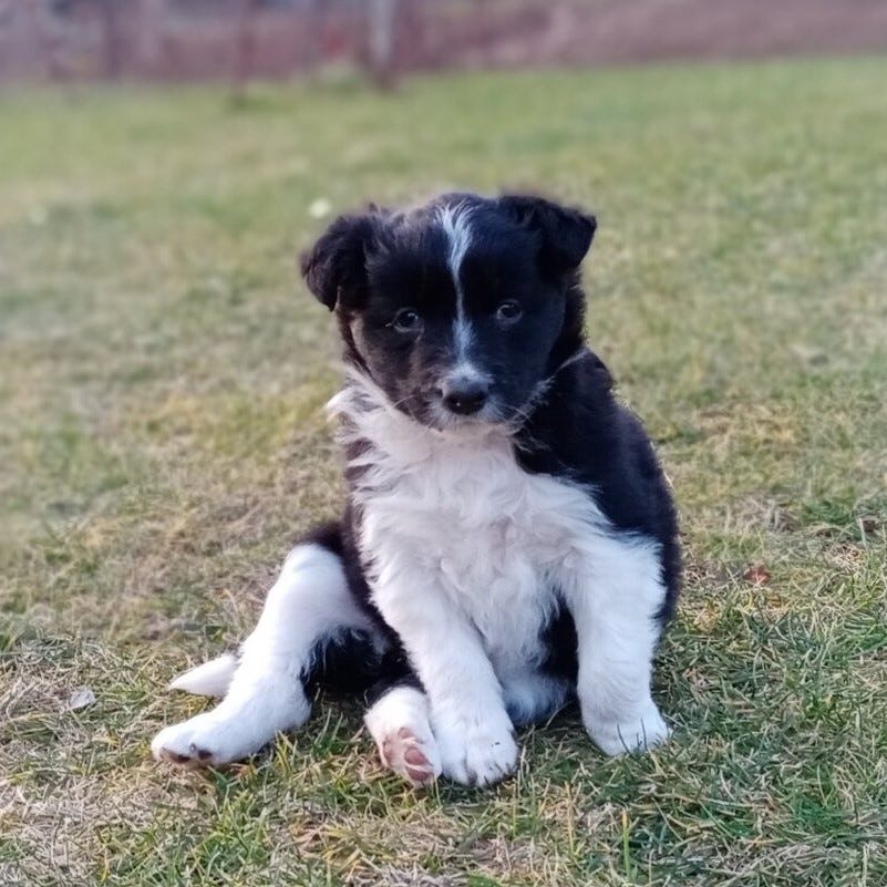 Chiots borders collie à vendre | Monchiot.be - Monchiot - Medium