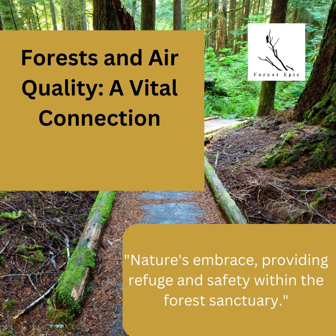 How to create a forest garden - William S. - Medium
