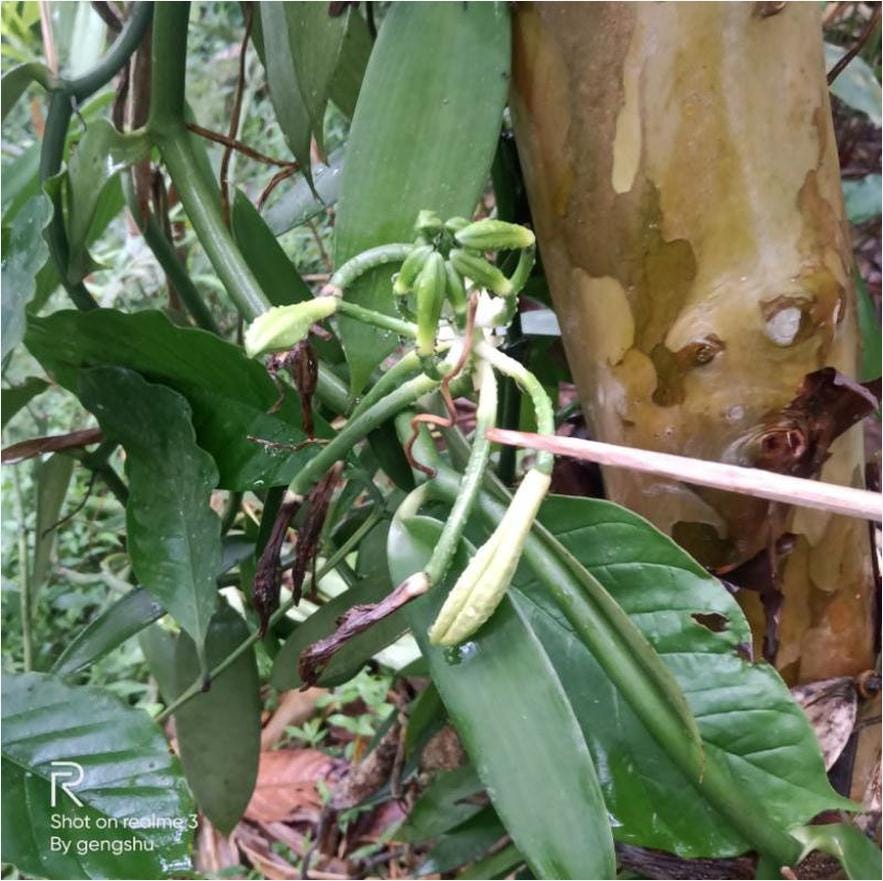 Buah Vanili Rambat Bibit Tanaman Bondowoso Terlengkap | by Pusat Bibit ...