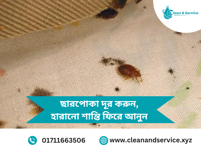 Banish Bed Bugs: best Bed bugs control services in Dhaka, Bangladesh | by Clean and service ...