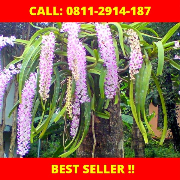 PROMO ! CALL! 0811-2914-187 Jual Bibit Anggrek Shopee Klik https://wa ...