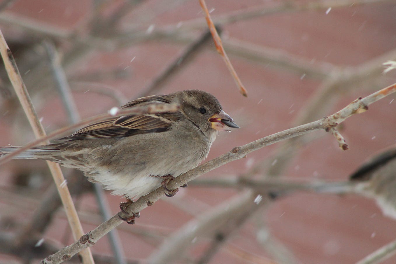 Snow at Last! - The Daily Cuppa - Medium
