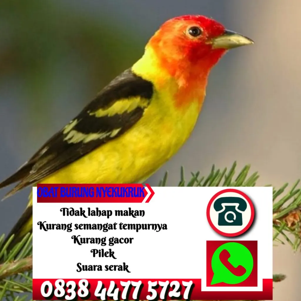 Obat Snot Buat Burung. Obat snot buat burung = Bagi sebagian… | by obat ...