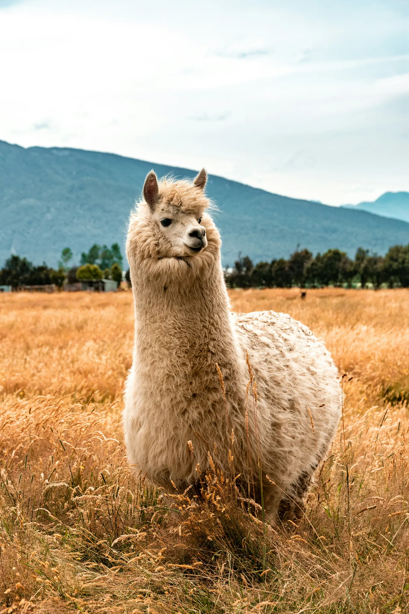 Quantize Llama models with GGML and llama.cpp | TDS Archive