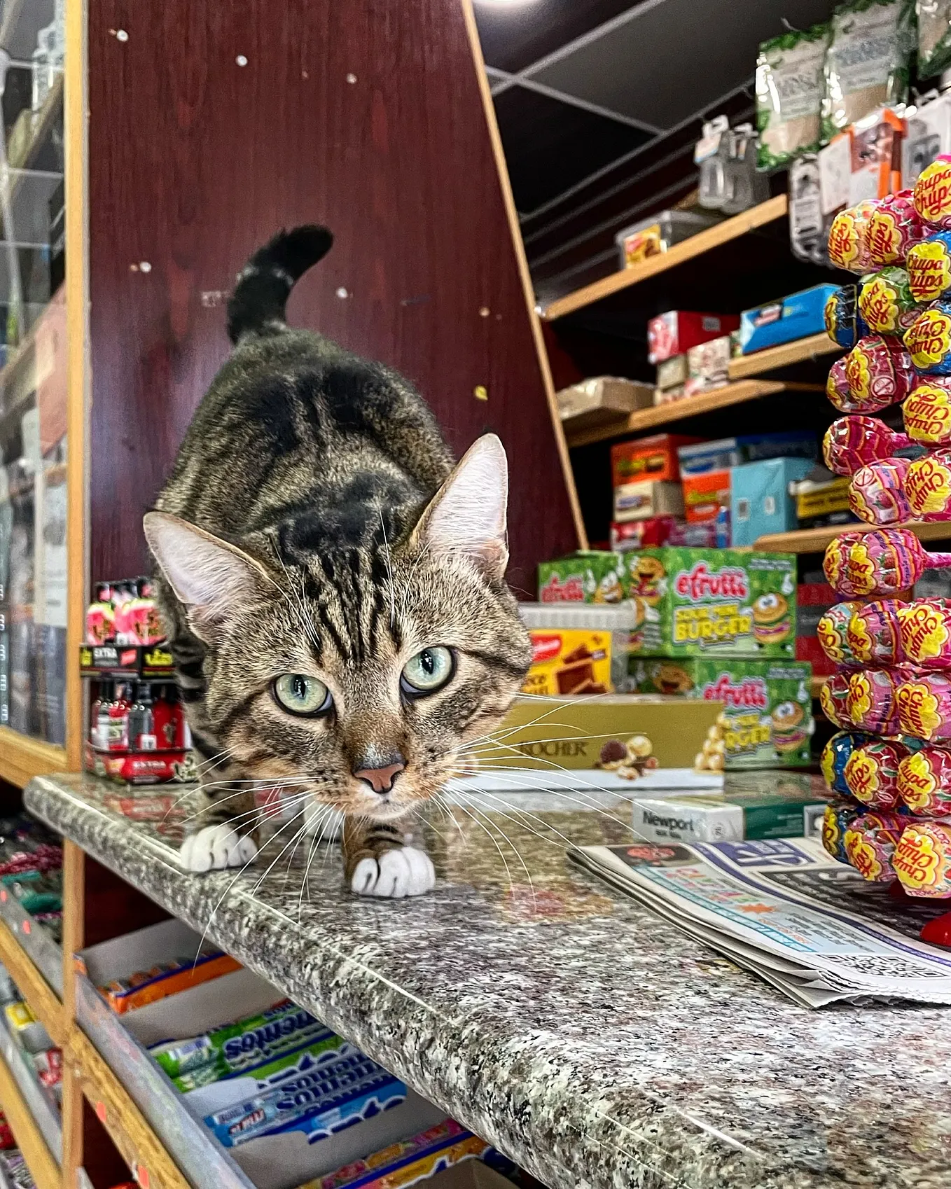 Why Every Bodega Cat in New York Gets Called “The Manager” | by Bodega ...