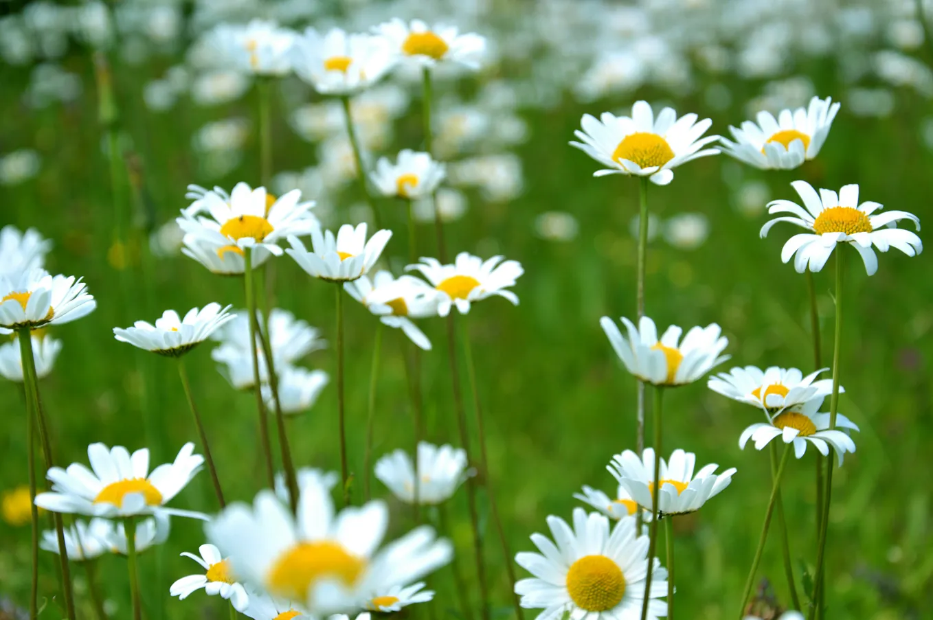 Authenticity: The Highest Frequency of Human Emotion | by NADINE H ...